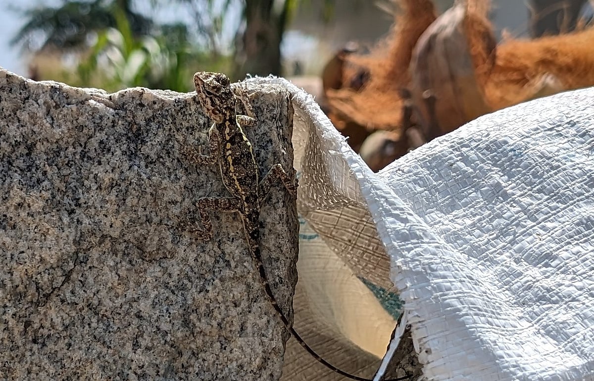 Google Pixel 8 review: Phone with extraordinary AI photography capabilities