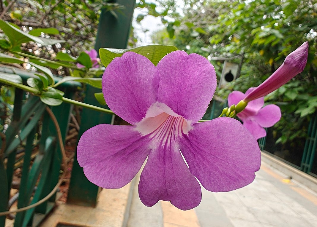 OnePlus Open Review: Great start to foldable phone journey