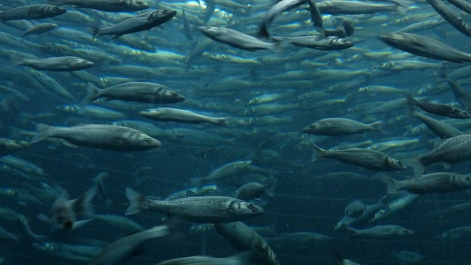 Thousands of sardine fish surface near Goa beach, experts call it 'rare ...