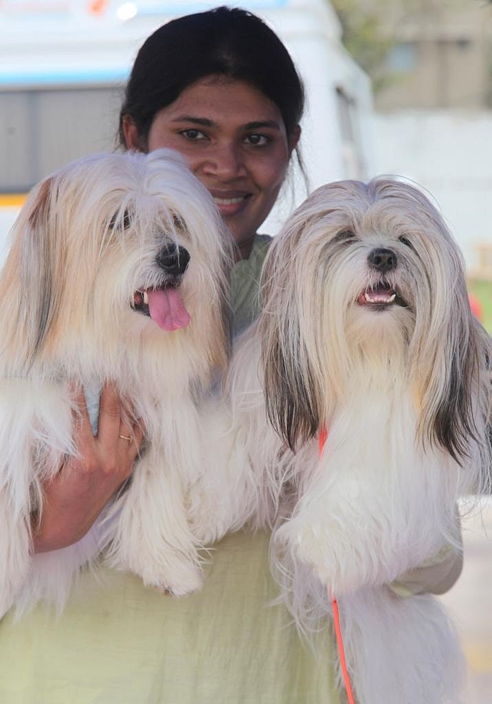 A weekend of wagging tails: All India Championship Dog Show held in ...