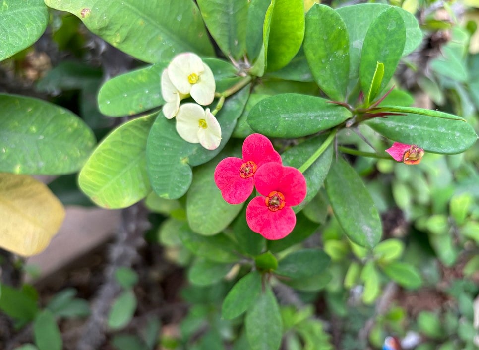 Apple iPhone 15 Plus review: Feature-rich premium phone