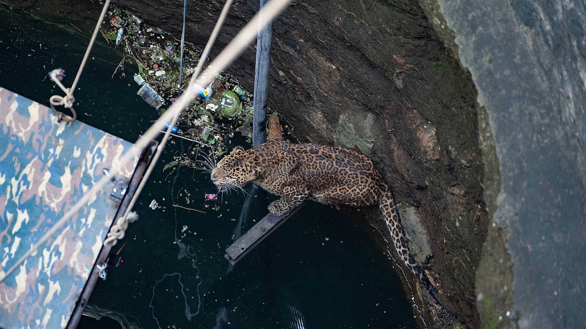 Female Leopard rescued from 50-foot-deep well in Maharashtra