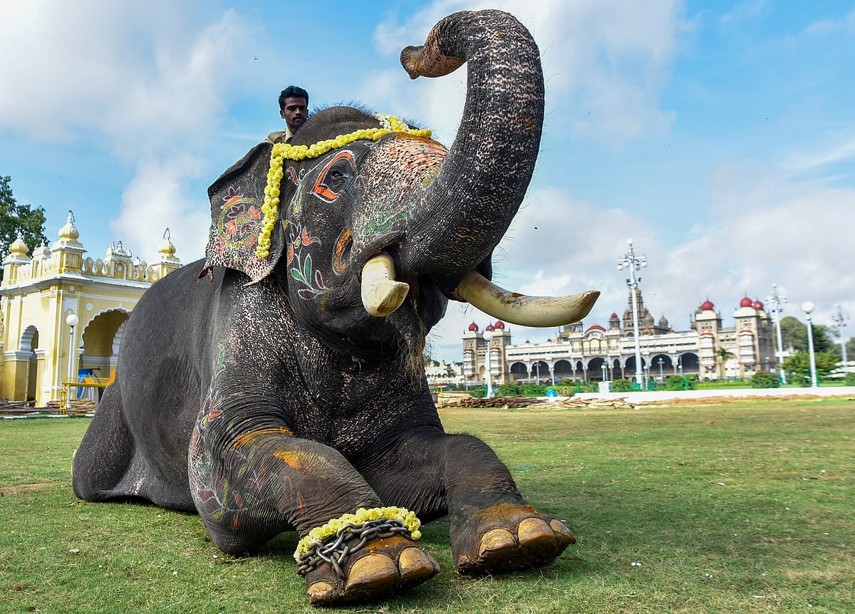 The pachyderm that never backed down: Arjuna's story