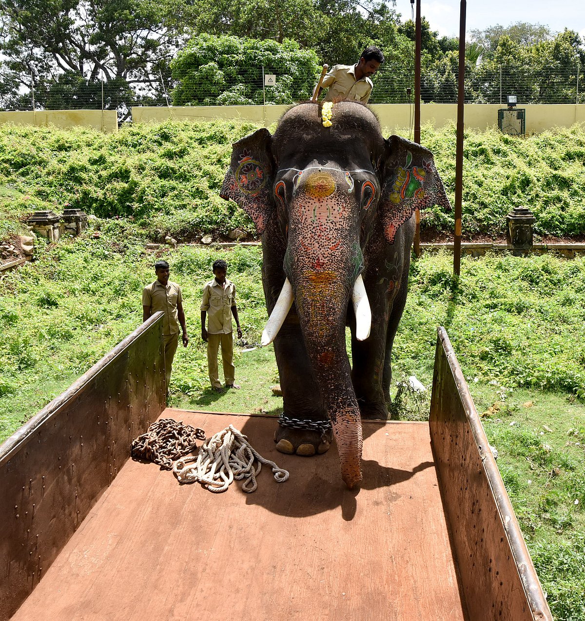 The pachyderm that never backed down: Arjuna's story