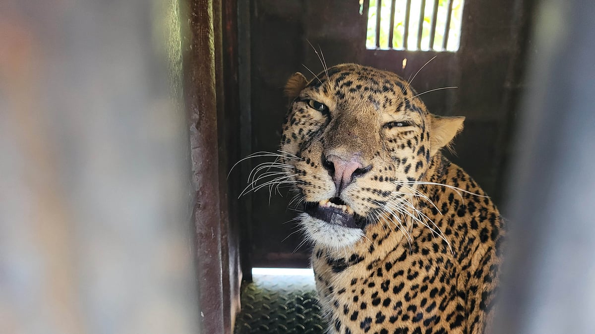 Female Leopard rescued from 50-foot-deep well in Maharashtra
