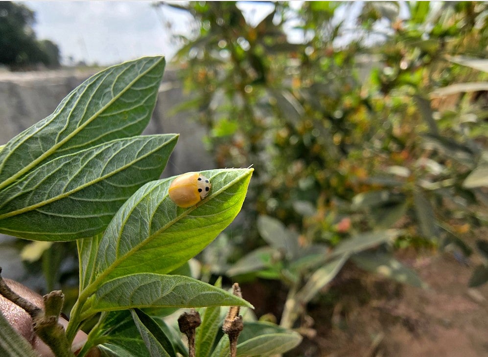 Samsung Galaxy S24 Ultra Review: Price in India, Specifications, AI ...