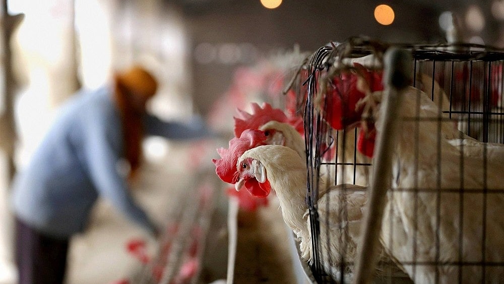 2,000 chickens burnt alive as fire engulfs poultry farm in Jammu