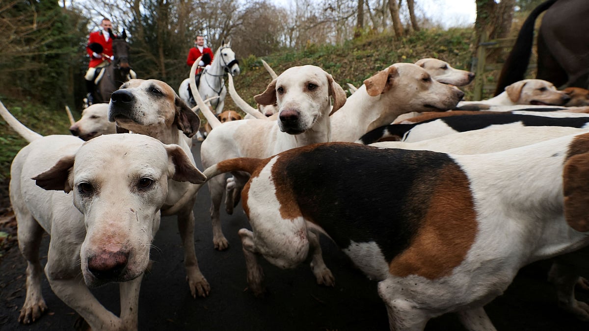 Guardian dogs protect vulnerable species from predators