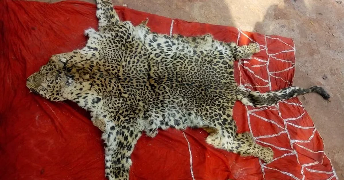 Leopard skin, nails seized in Gujarat's Valsad; 7 held Leopard skin, nails seized in Gujarat's Valsad; 7 held