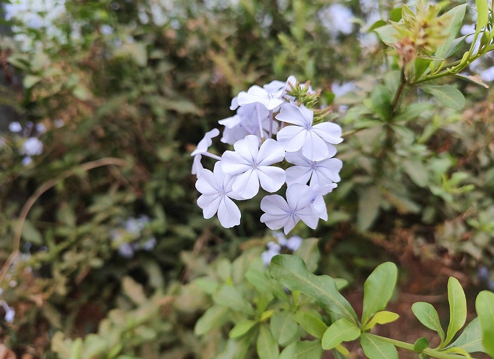 Redmi Note 13 Pro 5G review: Well-rounded mid-range phone