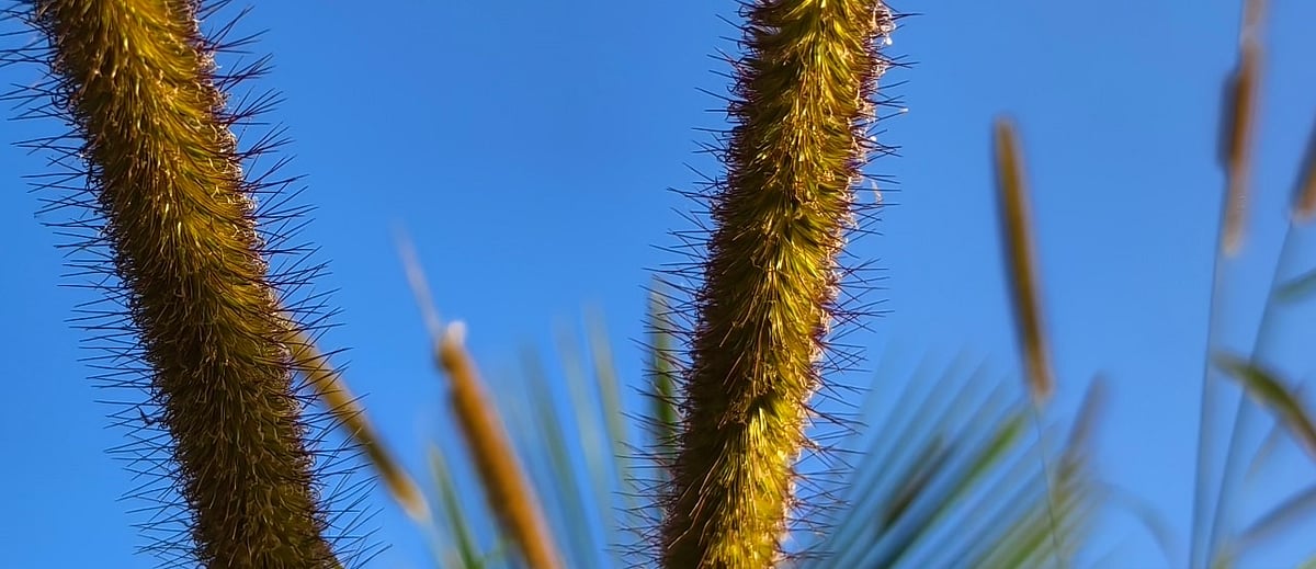 Vivo X100 5G review: Gorgeous premium phone with cool camera