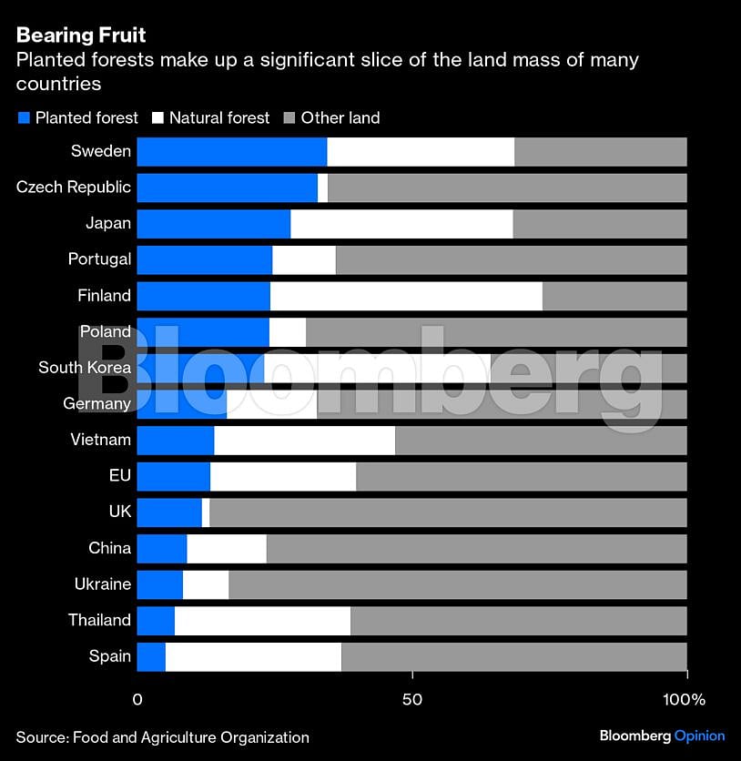 The world’s forests are doing much better than we think