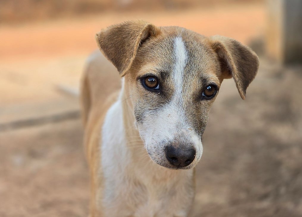 Samsung Galaxy S24 Ultra Review: Price in India, Specifications, AI ...