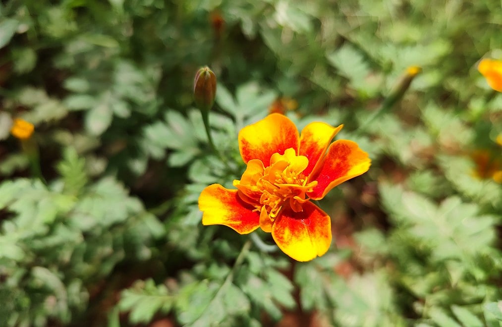 Redmi Note 13 Pro 5G: First impression