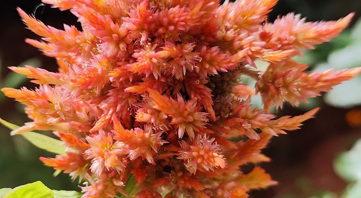 Redmi Note 13 Pro 5G review: Well-rounded mid-range phone