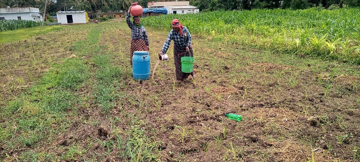 Seeds of change: The women who revived 77 ragi varieties