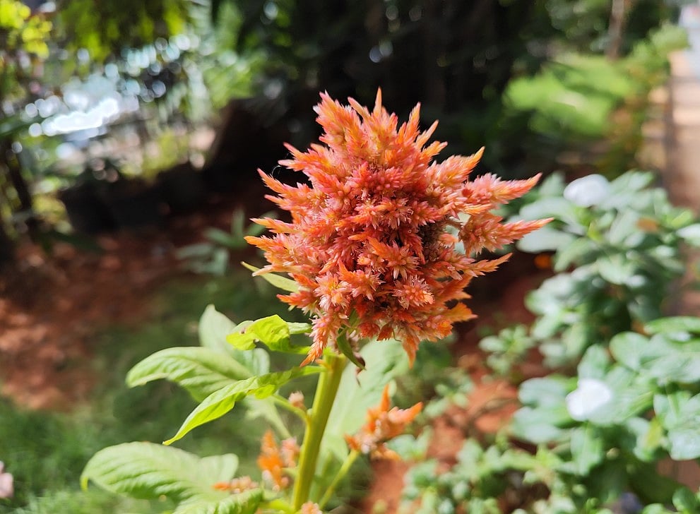 Redmi Note 13 Pro 5G: First impression