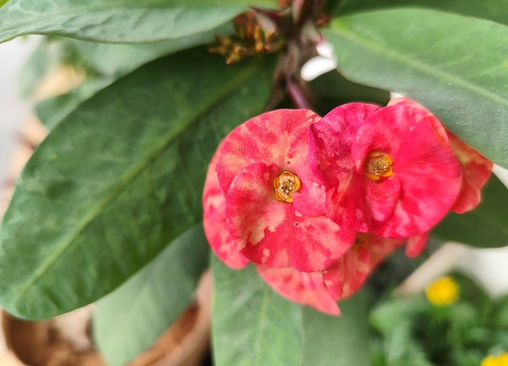 Redmi Note 13 Pro 5G: First impression