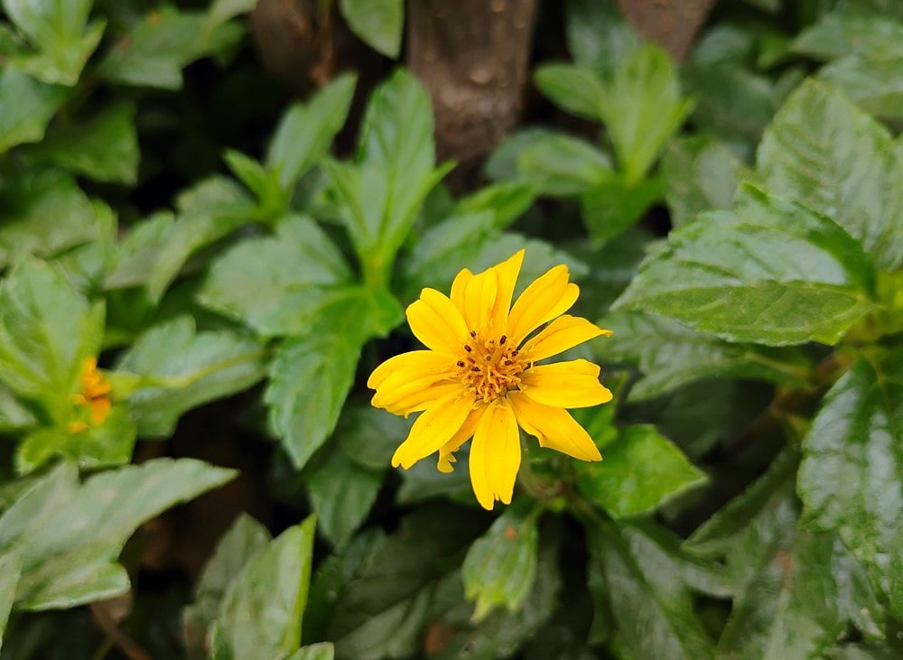 Motorola Moto G34 5G: First impression