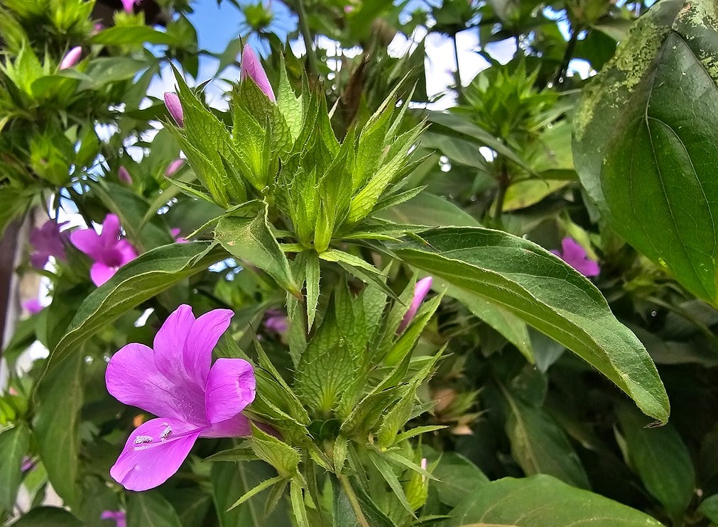 Samsung Galaxy S24 Ultra Review: Price in India, Specifications, AI ...