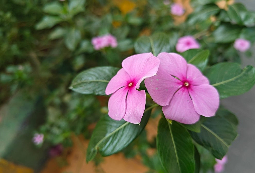 OnePlus 12R: First impression