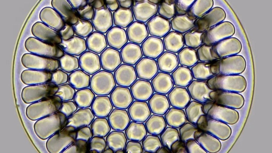 The tiny but mighty microfossils