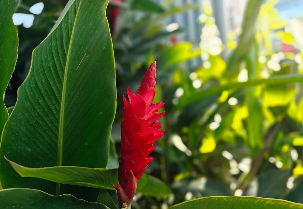 OnePlus 12R: First impression