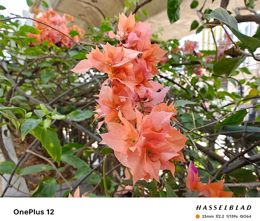 OnePlus 12 5G review: Incremental, but meaningful upgrade