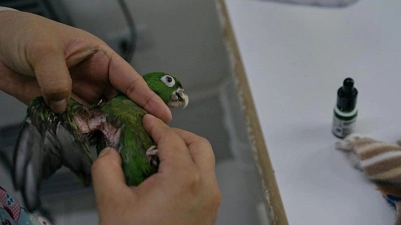 Elephant Munchies: Curing animals with cannabis