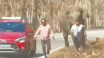 Passengers have a narrow escape from chasing wild jumbo; video goes viral