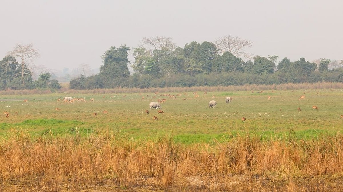 PM Narendra Modi's wildlife expedition at Kaziranga National Park
