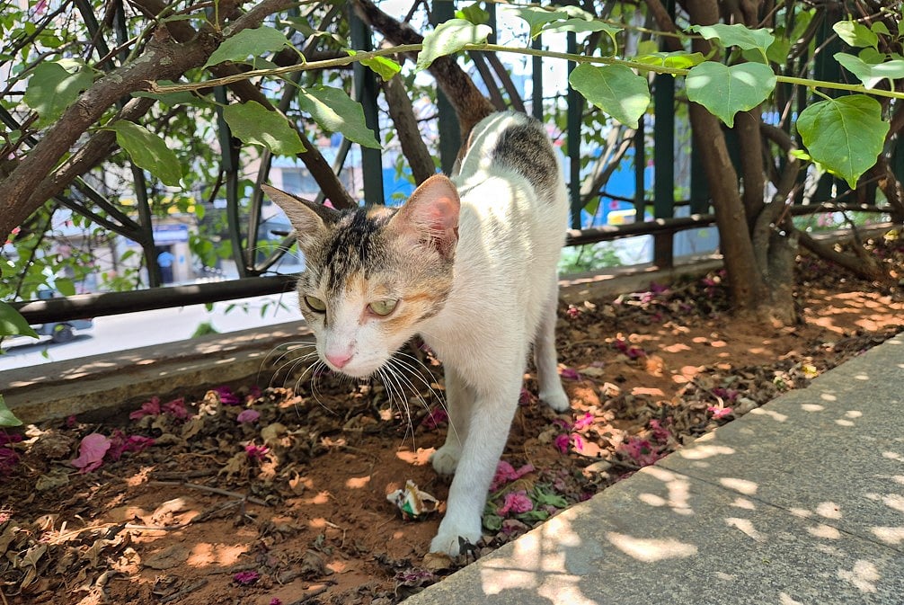 Samsung Galaxy S24+ review: Reliable flagship phone