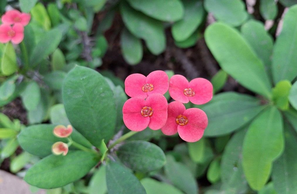 Samsung Galaxy A35 review: Durable design with good camera