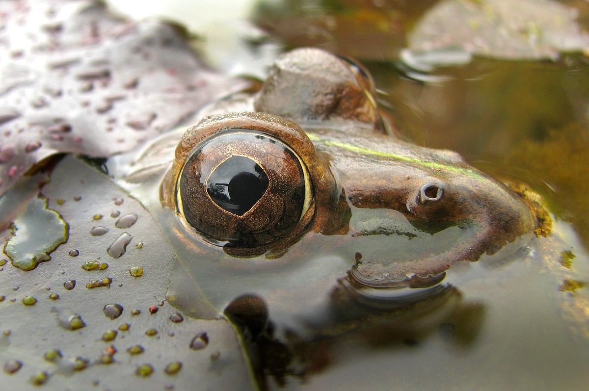 Eye for detail: Frog iris patterns could be linked to social behaviour