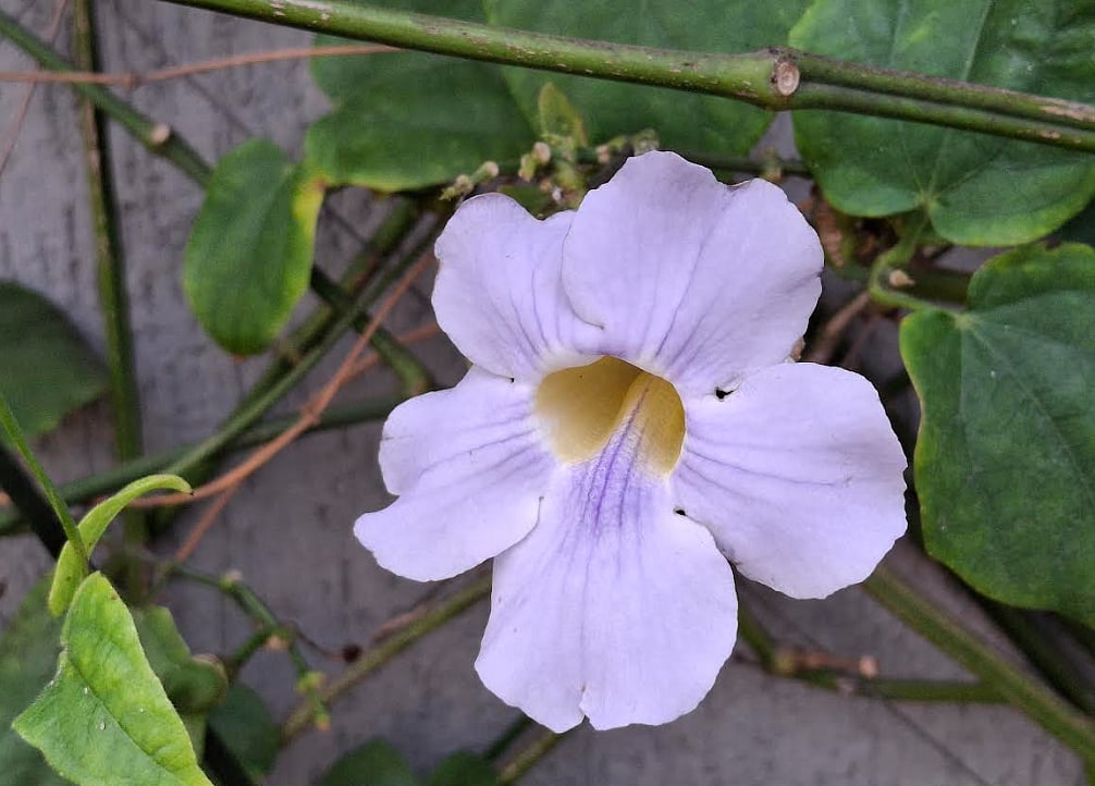 Samsung Galaxy A35: First impression