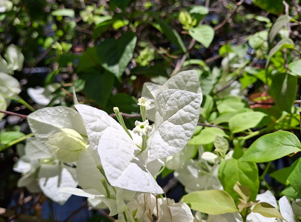 Samsung Galaxy A35 review: Durable design with good camera