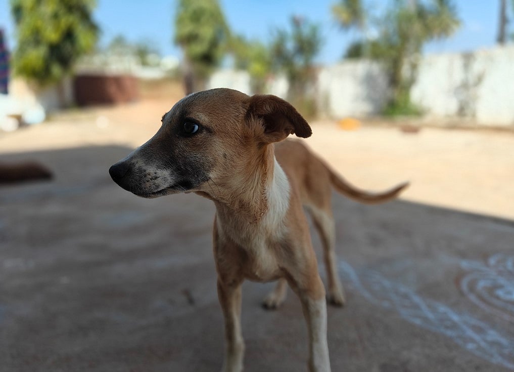 OnePlus 12R review: Good performer