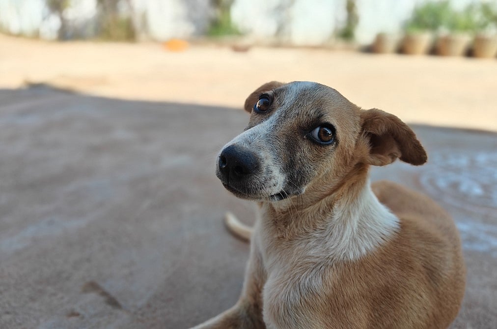 OnePlus 12R review: Good performer