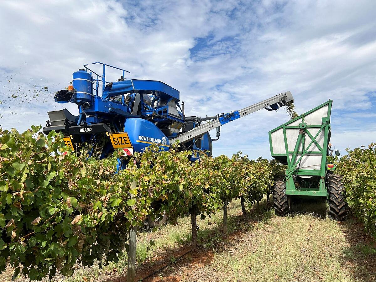 The world has too much wine, and farmers are ripping up vines