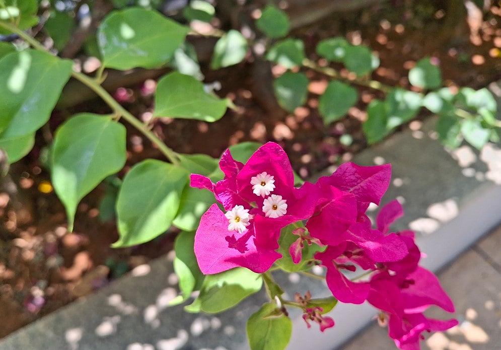 Samsung Galaxy A35 review: Durable design with good camera