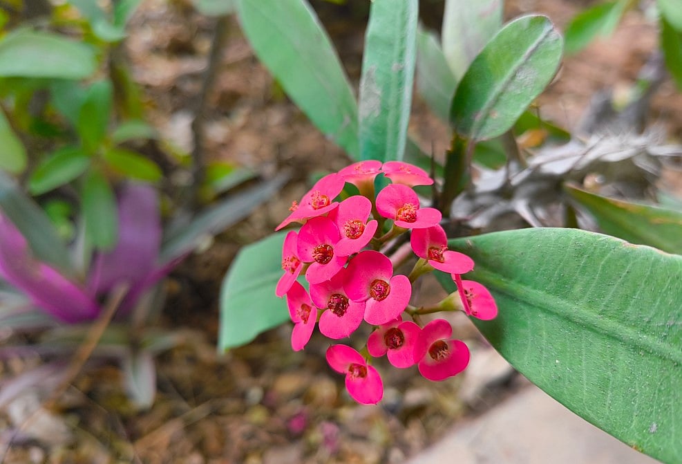 Nothing Phone (2a) review: Eye-catching design with decent performance