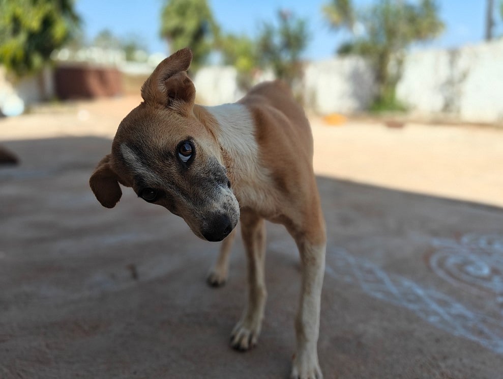 OnePlus 12R review: Good performer