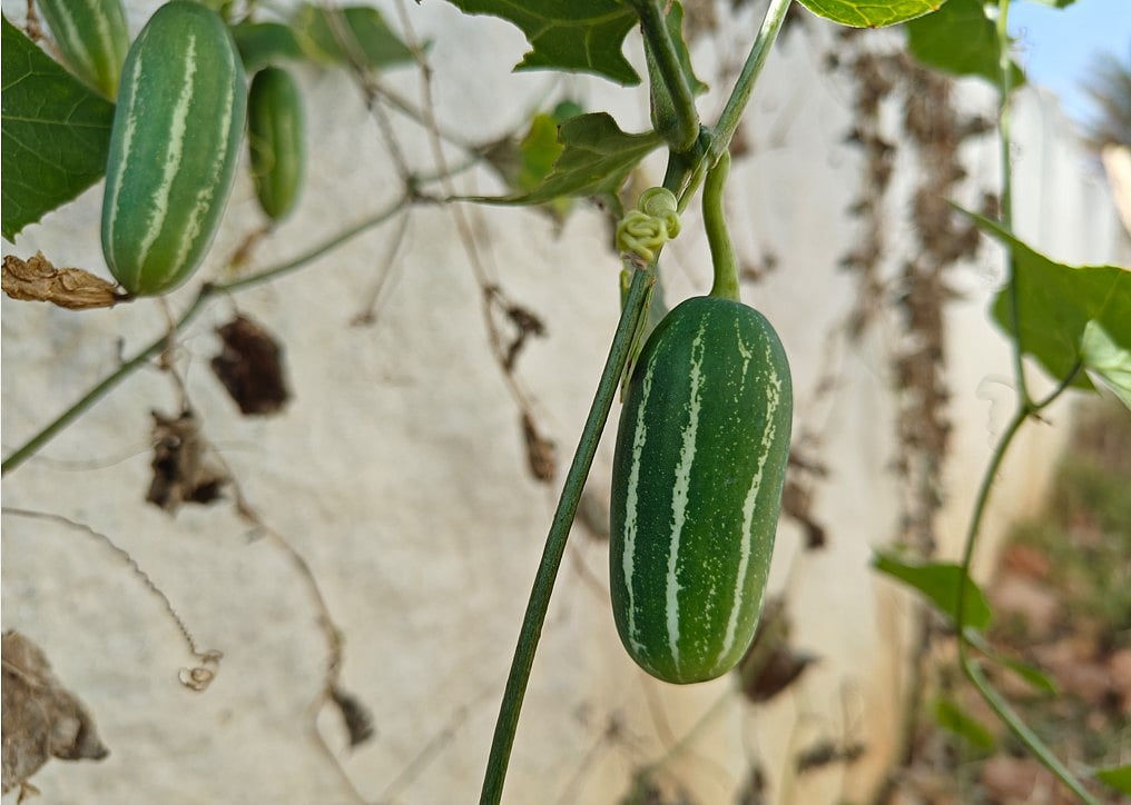 OnePlus 12R review: Good performer