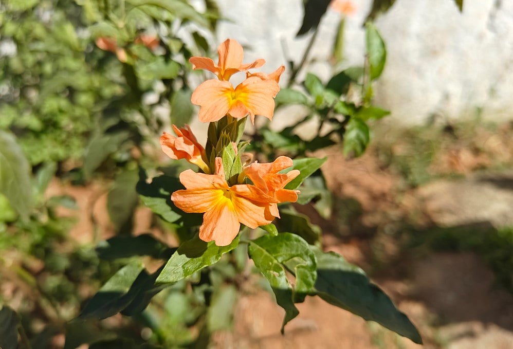 OnePlus 12R review: Good performer