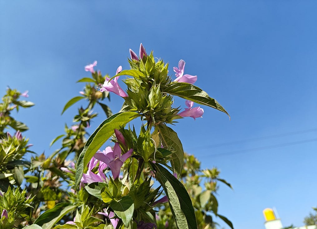 OnePlus 12R review: Good performer