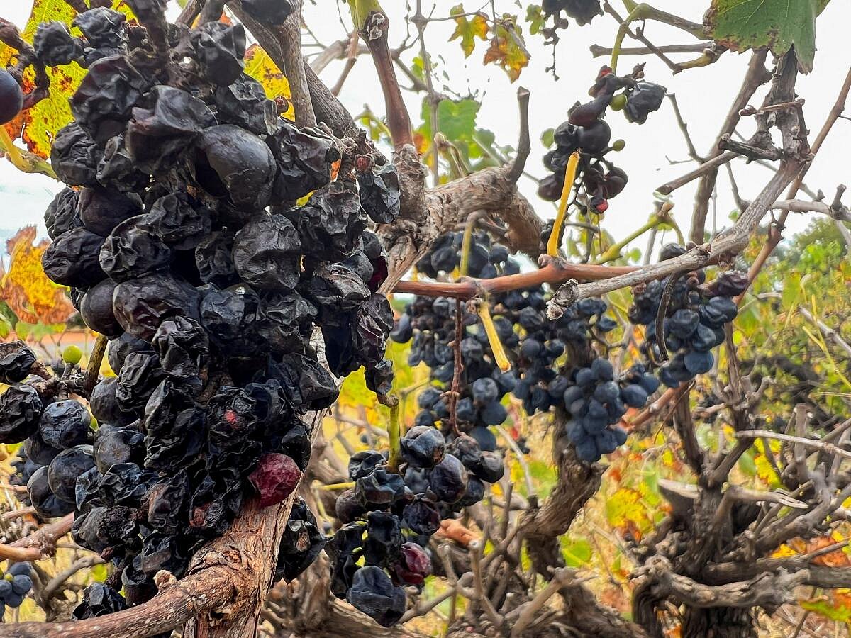The world has too much wine, and farmers are ripping up vines