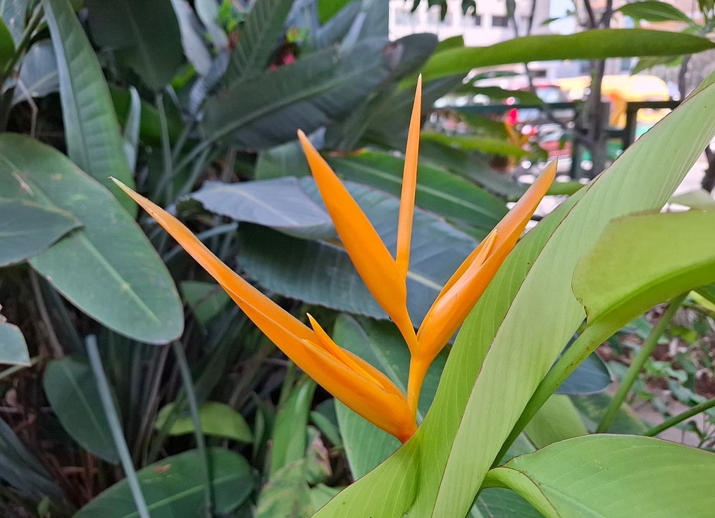 Samsung Galaxy A55 review: Solid mid-range phone with good camera