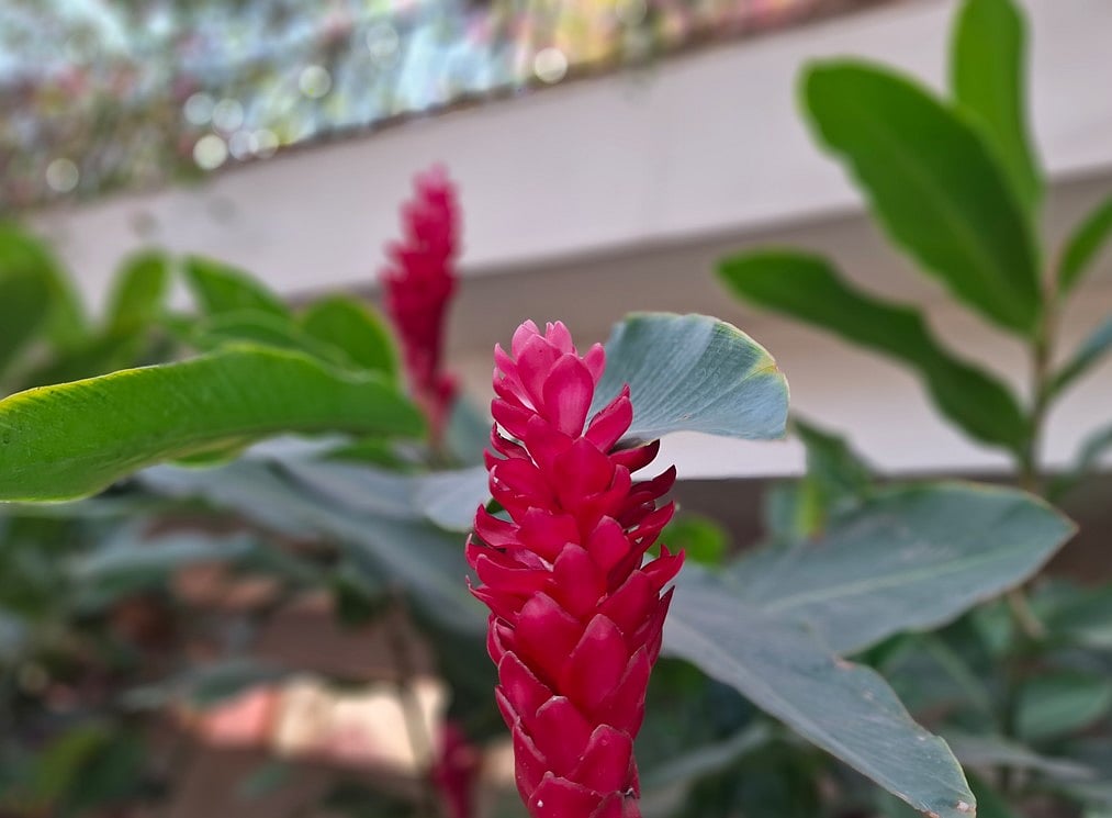 Samsung Galaxy A55 review: Solid mid-range phone with good camera