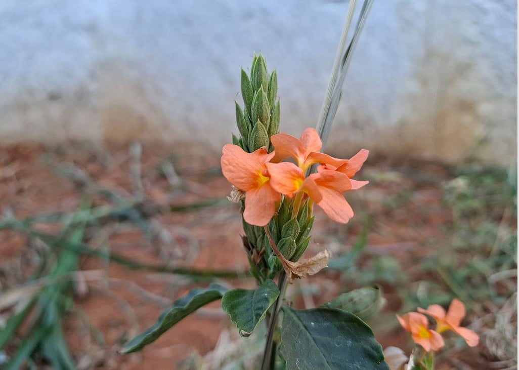 Samsung Galaxy A55 review: Solid mid-range phone with good camera