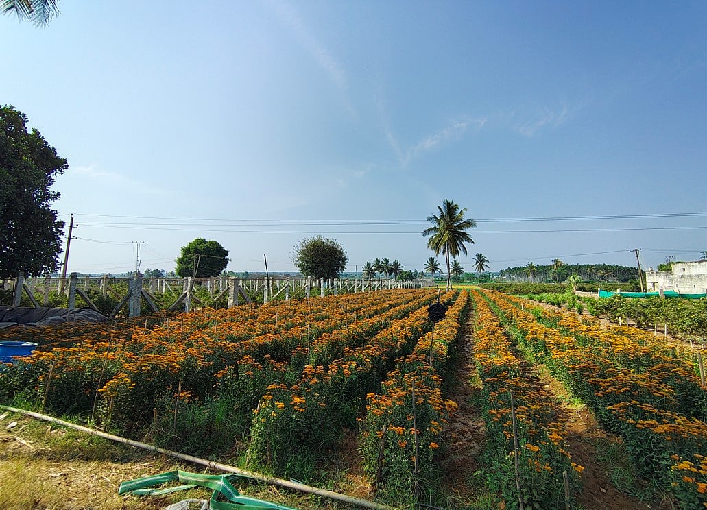 Motorola Edge 50 Pro review: Reliable phone with feature-rich camera